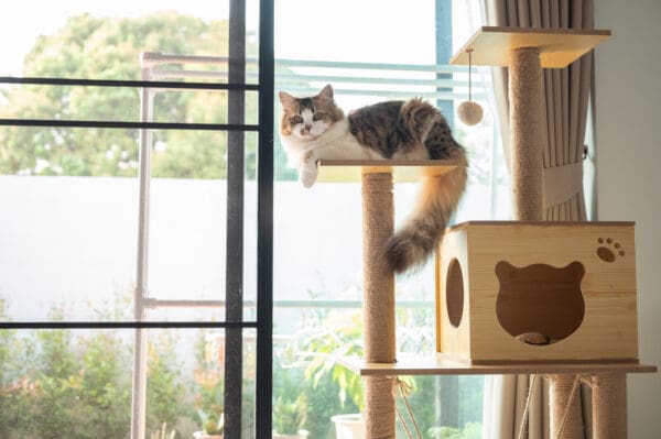 How to Catify Your House - Cascade Kennels