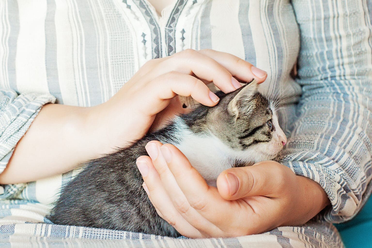 Cat Health and Wellness: Common Cat Health Issues and Preventive Care ...